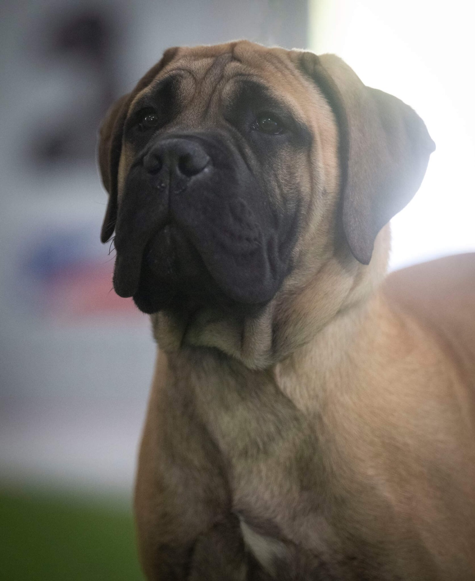 Criadero de Bullmastiff en España / mejor criadero de Bullmastiff en ...